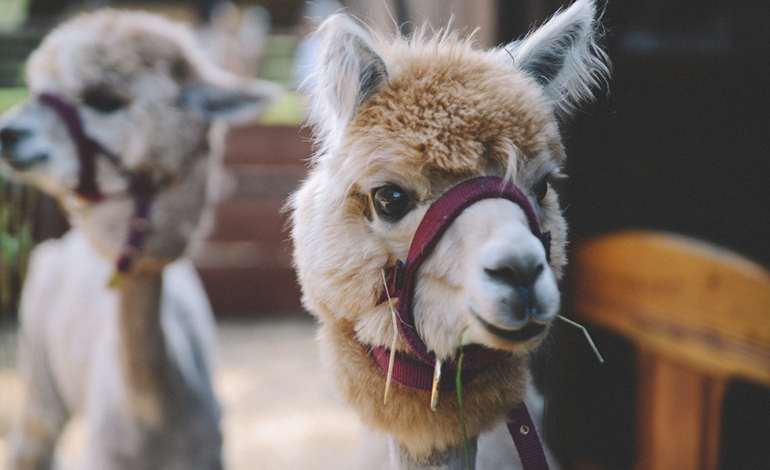 Lamas im Zoom-Meeting: Farm bietet Videochats mit Nutztieren an